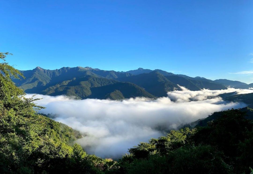 Formosa Lishan Oolong, a Zöld Arany | Flying Bird Tea House